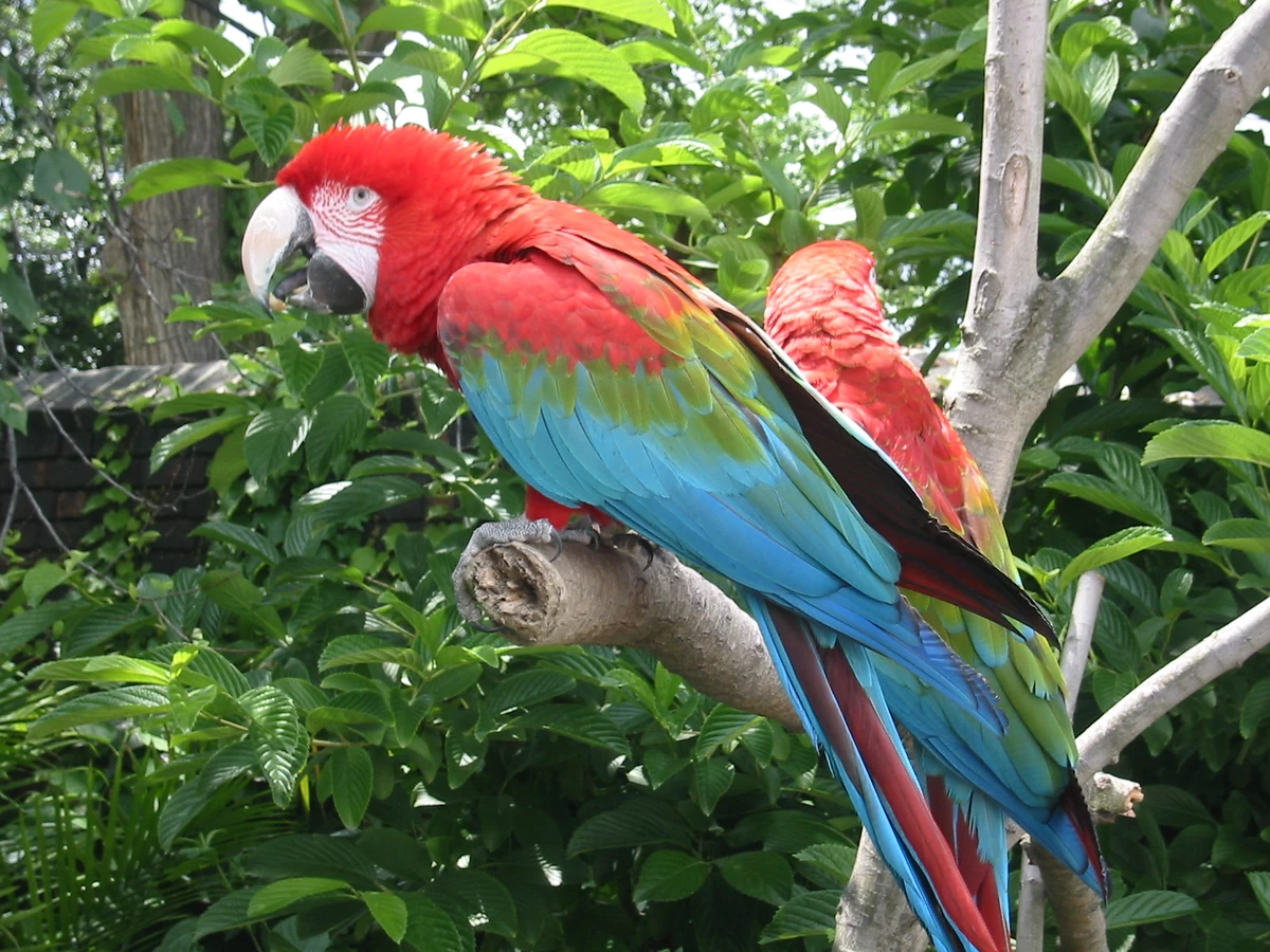 Scarlet Macaw | Animal Wiki | Fandom