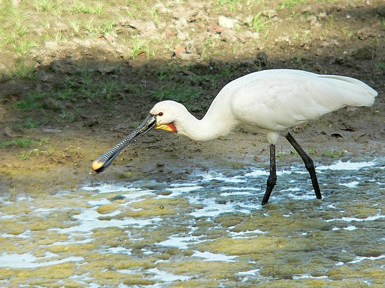 Eurasian Spoonbill | Animal Wiki | Fandom