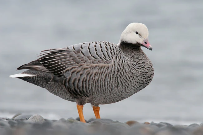 Emperor Goose | Animal Wiki | Fandom