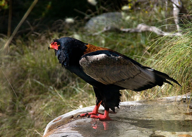 Bateleur | Animal Wiki | Fandom