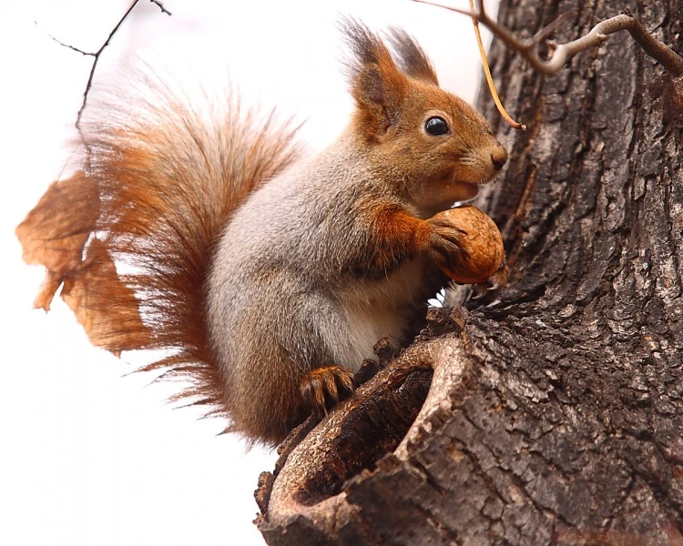 Red Squirrel | Animal Wiki | Fandom