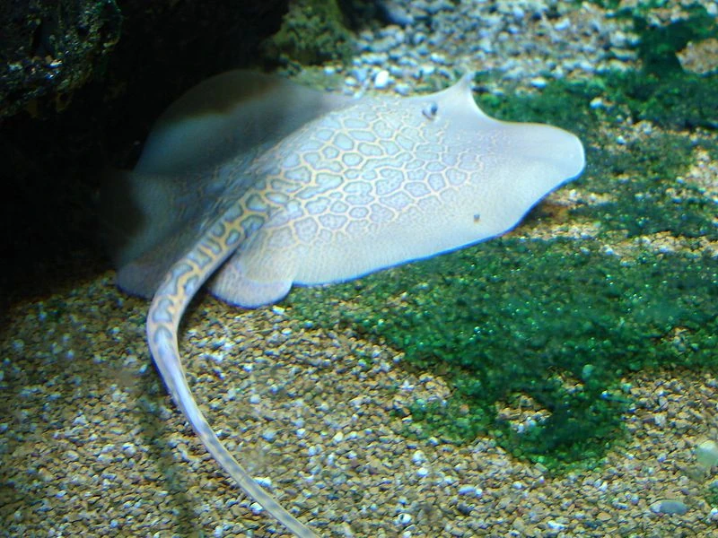Marbled Whipray | Animal Wiki | Fandom