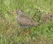 Redshank | Animal Wiki | Fandom