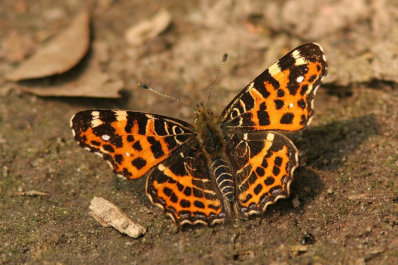 Map Butterfly | Animal Wiki | Fandom