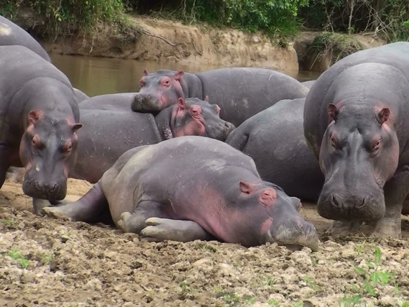 Hippopotamus | Animal Wiki | Fandom
