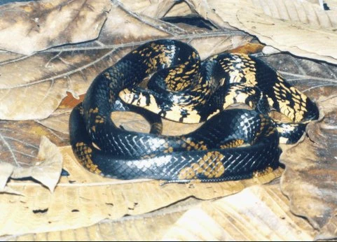 Tigre | Animal Wiki | Fandom