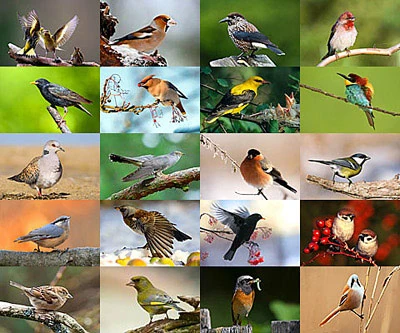 Birds | Animal Wiki | Fandom