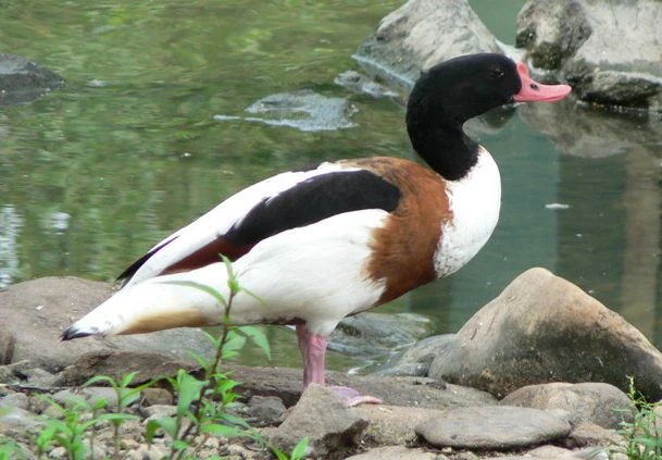 Shelduck | Animal Wiki | Fandom