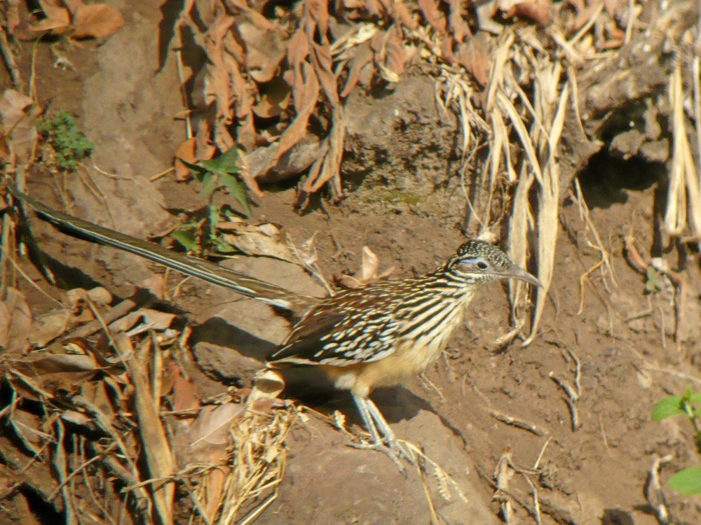Lesser Roadrunner | Animal Wiki | Fandom