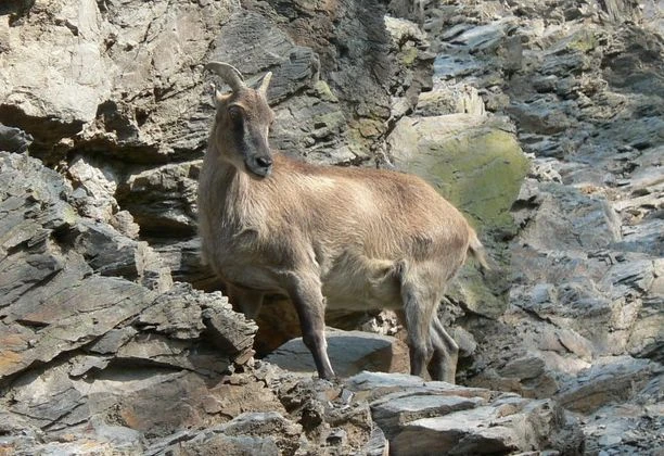 Himalayan Tahr | Animal Wiki | Fandom