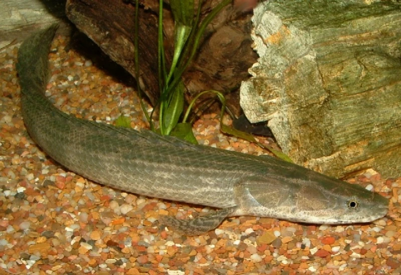 Polypterus Bichir | Animal Wiki | Fandom