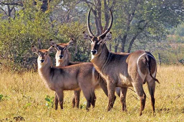 Waterbuck | Animal Wiki | Fandom
