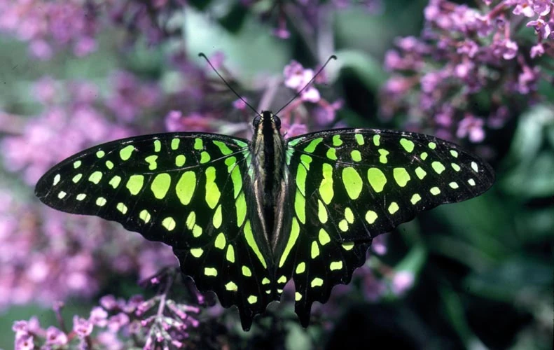 Green Spotted Triangle | Animal Wiki | Fandom