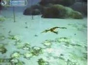 Aquatic Stage | Willosaur Wiki | Fandom