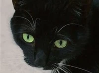 Hollykit | WillowClan Roleplay Wiki | Fandom