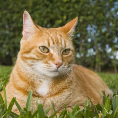 Emberflame | WillowClan Roleplay Wiki | Fandom