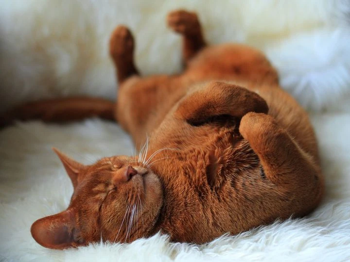 Cardinal | WillowClan Roleplay Wiki | Fandom