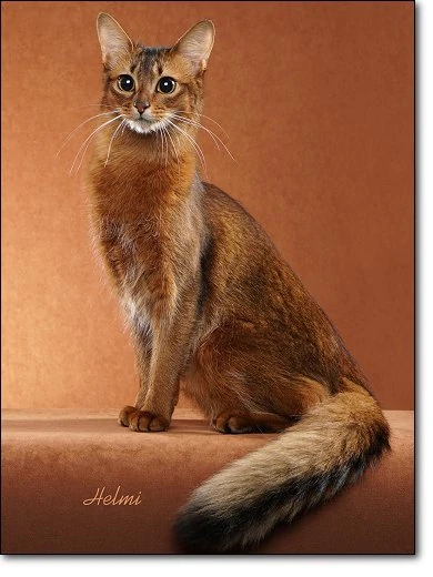 Pyrokit | WillowClan Roleplay Wiki | Fandom