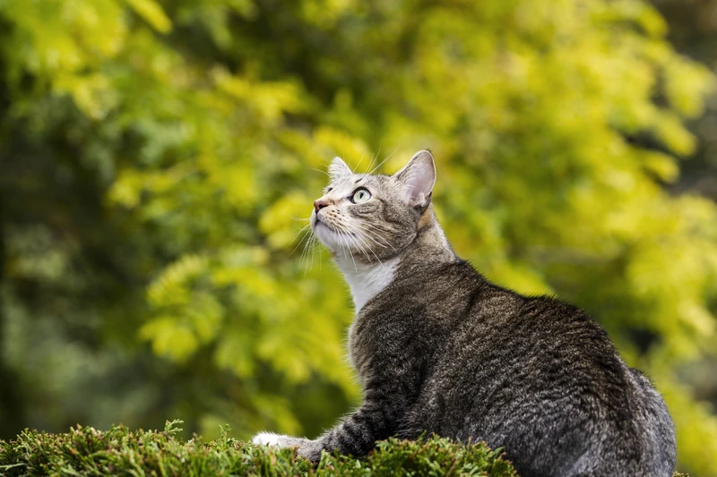 Rapidkit | WillowClan Roleplay Wiki | Fandom