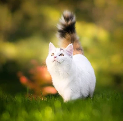 Leafdapple | WillowClan Roleplay Wiki | Fandom