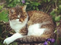 Ivytail | WillowClan Roleplay Wiki | Fandom