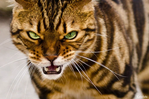 Scar | WillowClan Roleplay Wiki | Fandom