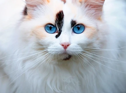 Mossheart | WillowClan Roleplay Wiki | Fandom