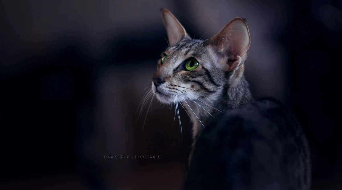 Batstar | WillowClan Roleplay Wiki | Fandom