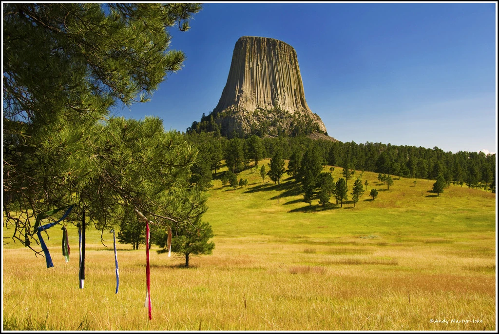 Great Cedar Forest | Willowdale Wiki | Fandom