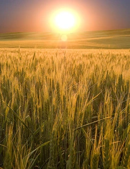 Golden Fields | Willowdale Wiki | Fandom