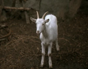 Goat | Willow Wiki | Fandom