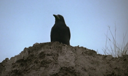 Crow | Willow Wiki | Fandom