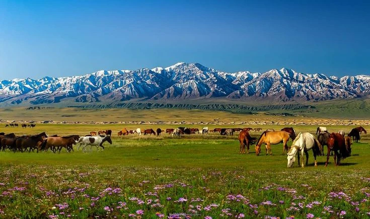 Wind of Mongolia Wiki | Fandom