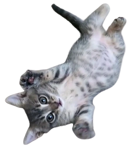 Nico | Wine xd Wiki | Fandom