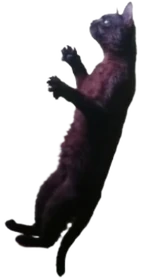 Gatos | Wine xd Wiki | Fandom