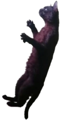 PeloSombra | Wine xd Wiki | Fandom