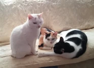 Nublado | Wine xd Wiki | Fandom