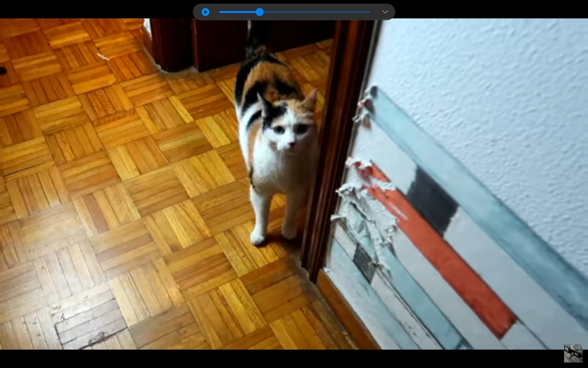 Perli | Wine xd Wiki | Fandom