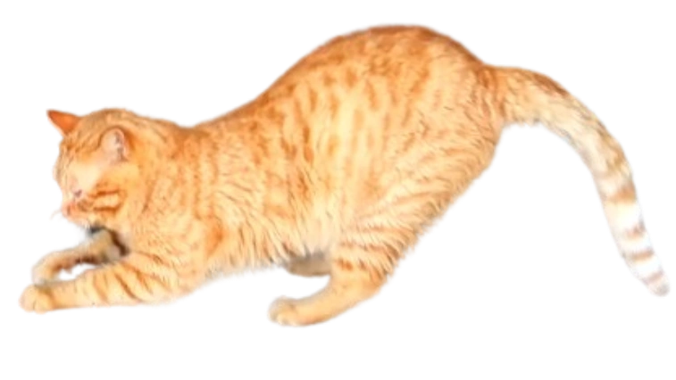 ZarpasSucias | Wine xd Wiki | Fandom