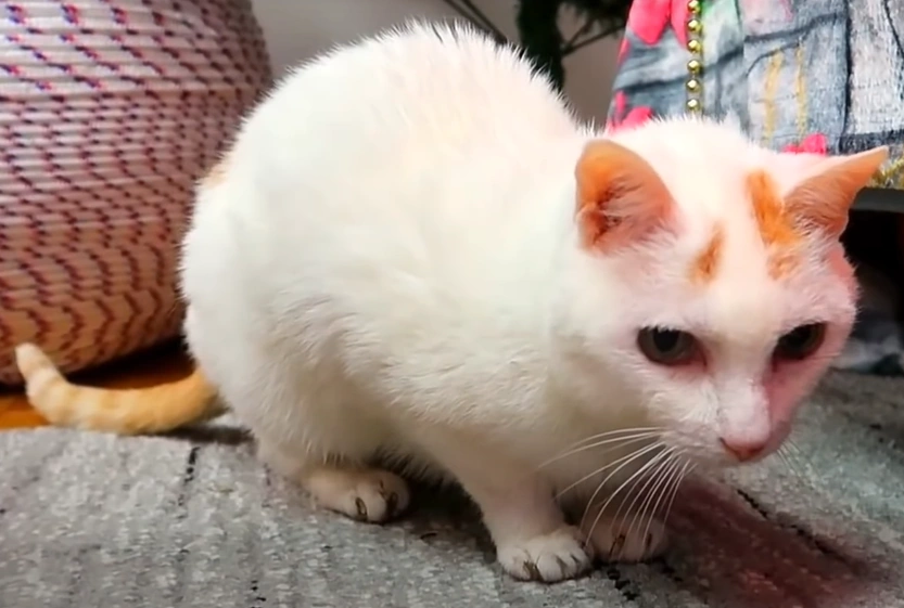 Nublado | Wine xd Wiki | Fandom