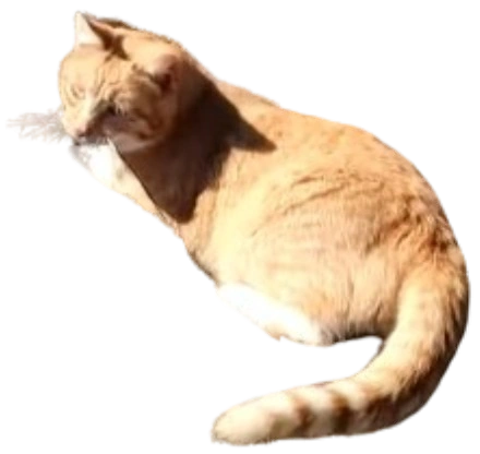 Gato del vecino | Wine xd Wiki | Fandom