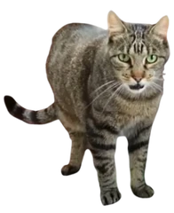 Gatos | Wine xd Wiki | Fandom