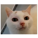 El Equipo G | Wine xd Wiki | Fandom