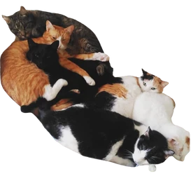 Wine xd Wiki | Fandom