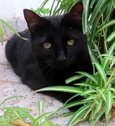 PeloSombra | Wine xd Wiki | Fandom