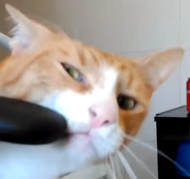 El Equipo G | Wine xd Wiki | Fandom