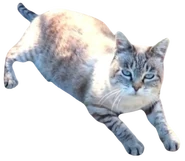 PeloOveja | Wine xd Wiki | Fandom