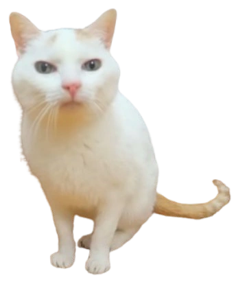 GATOS | Wine xd Wiki | Fandom