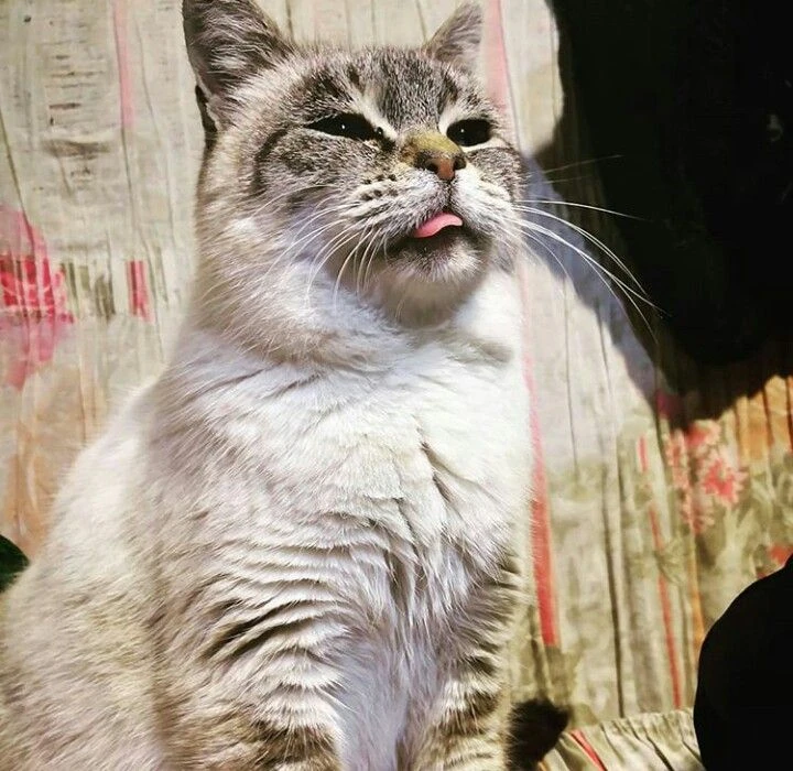 PeloOveja | Wine xd Wiki | Fandom