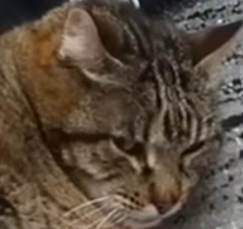 Orejitas de lince | Wine xd Wiki | Fandom